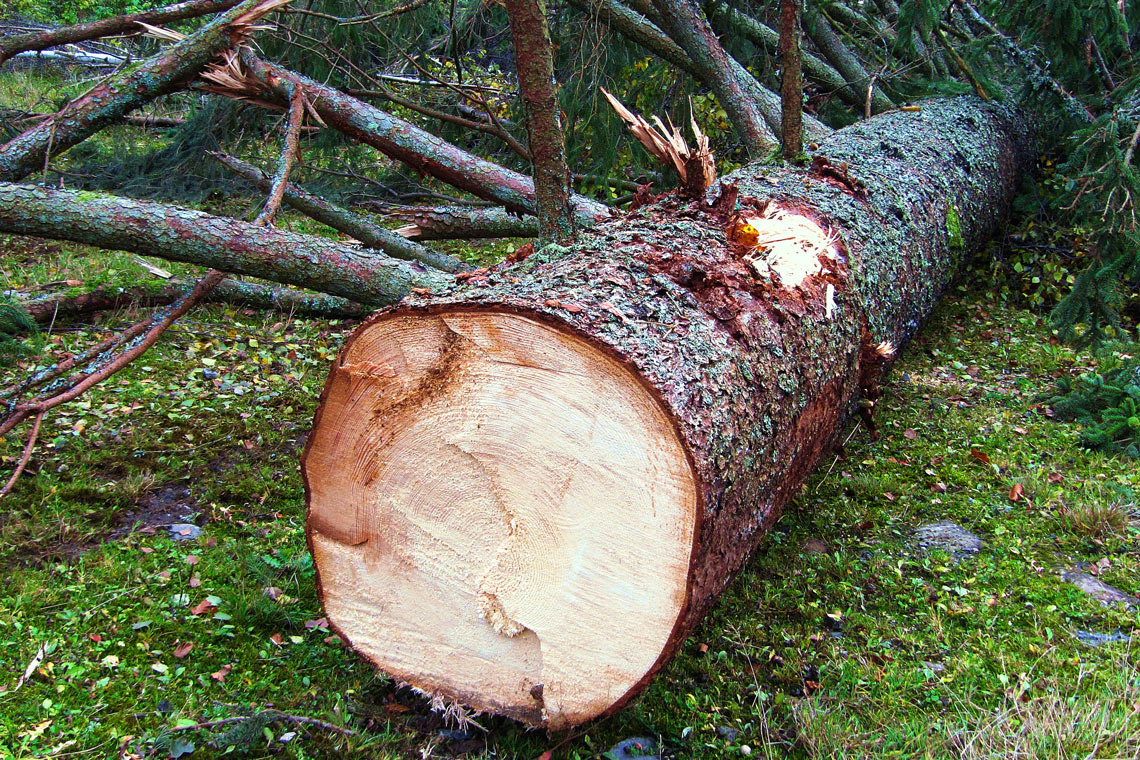 Baum-faellen-c-Rainer-Sturm_pixelio | Wiesbaden lebt