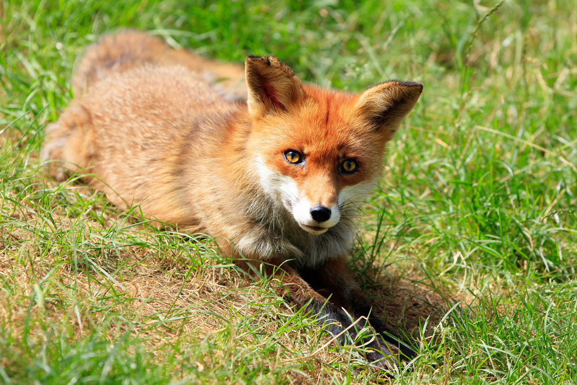 Rotfuchs-Fasanerie-c-flickr-Andreas-Maerz | Wiesbaden lebt