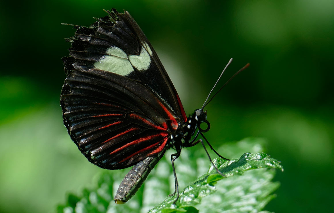 Reiman Gardens, Ames, Iowa Butterflies in the butterfly house. ©2018 ...