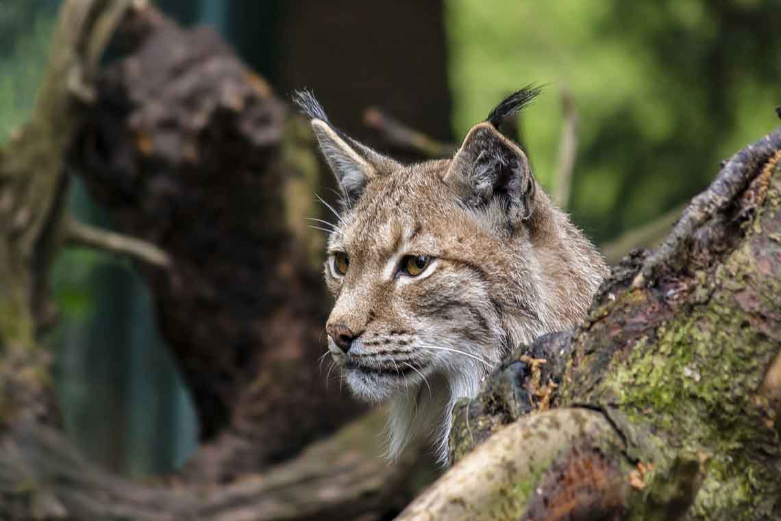 Kommentierte Fütterung beim Luchs - Wiesbaden lebt