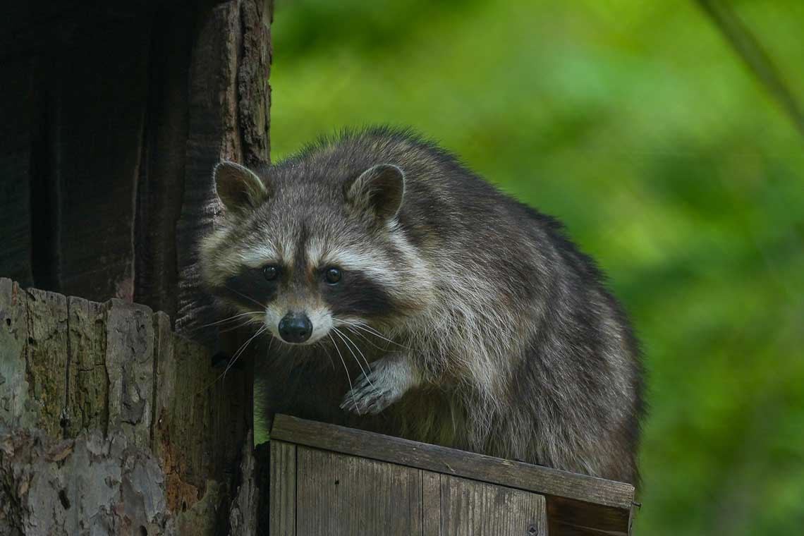 Natur erleben: „Heimische Wildtiere“ - Wiesbaden lebt